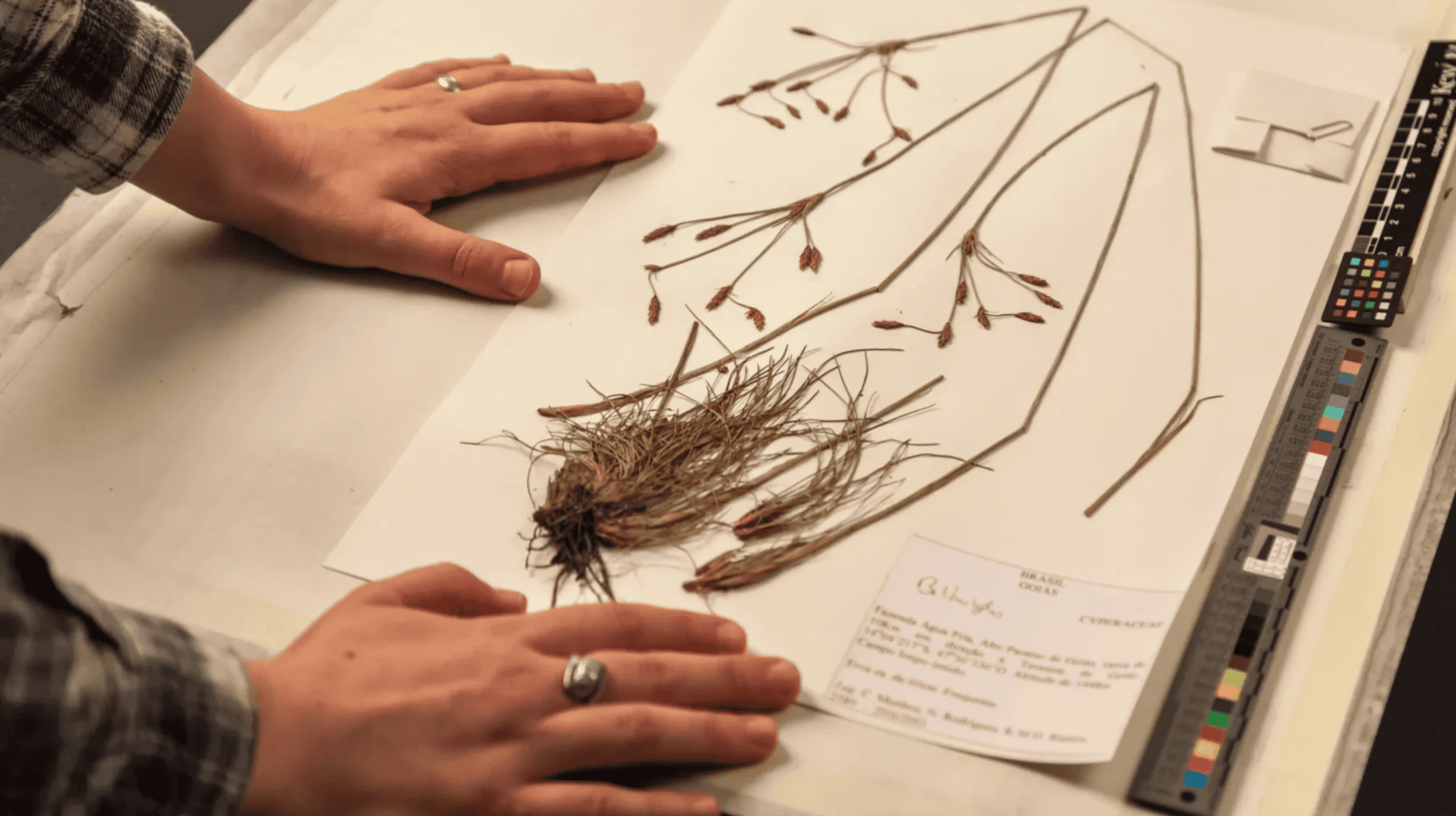 Crystal’s Digital Herbarium – Steven Trotter ⌁ The Blog